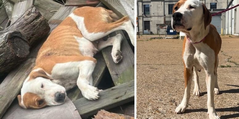 Étendu dans les déchets et blessé, ce chien n'avait plus aucun espoir d ...