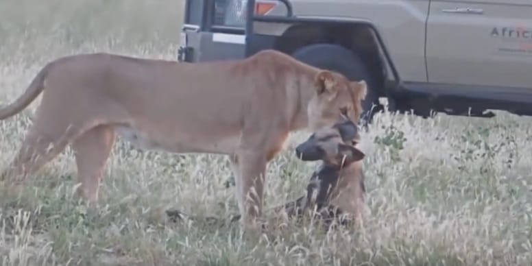 Video. Un leone cattura una preda insolita...e i turisti del safari nel ...
