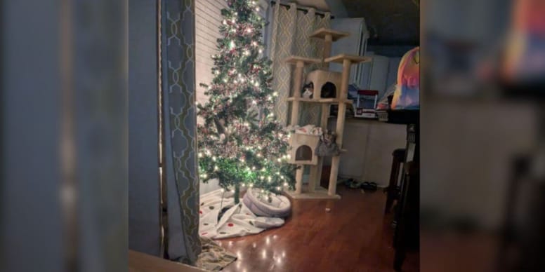 Riesci a trovare i tre gatti nascosti in questo decoro natalizio?