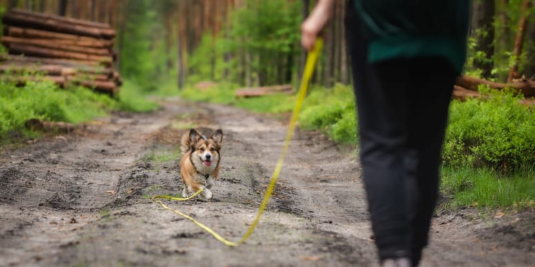 Les meilleures longes pour chiens en 2025
