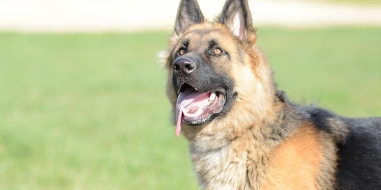 Los 5 sentidos de los perros: ¿Los usan todos? ¿Cómo?