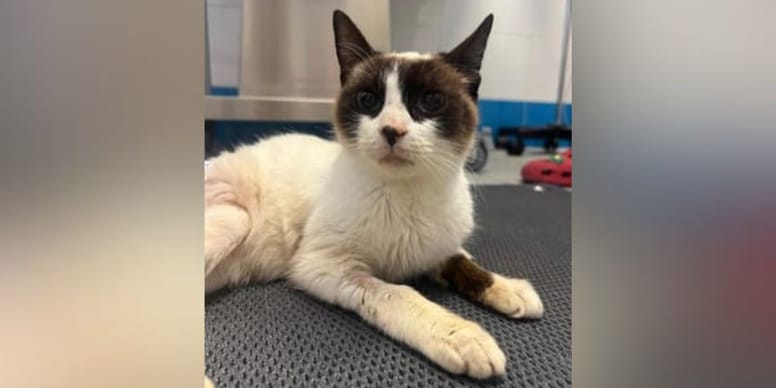 Abandonan a Lulú con un pasaporte viejo y la cadera rota, ¿le das una ...