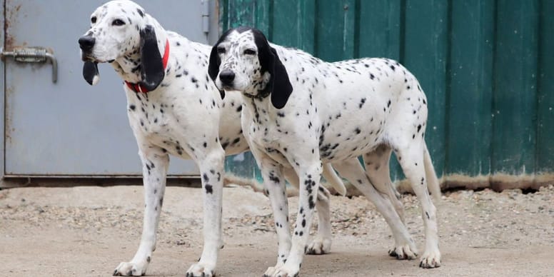 Süßes Hunde-Duo nach vier Jahren im Tierheim endlich adoptiert … doch ...