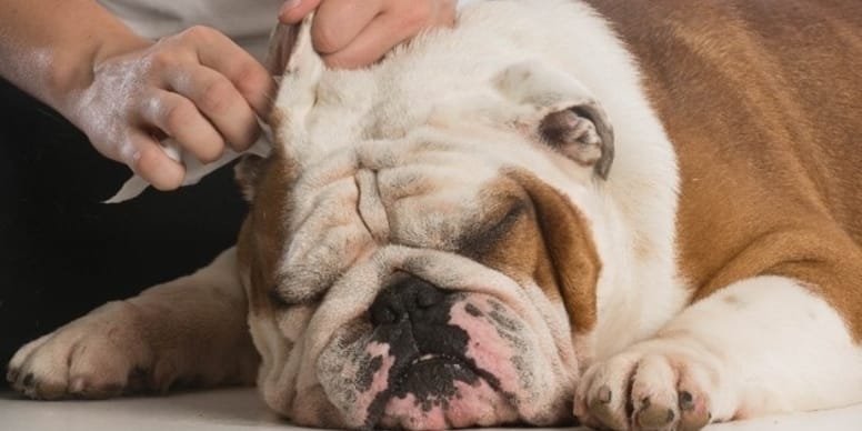 Comment bien nettoyer les oreilles de son animal