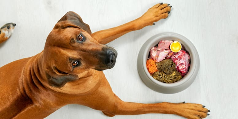 Dieta BARF dla psa - na czym polega? Jak ją skomponować?