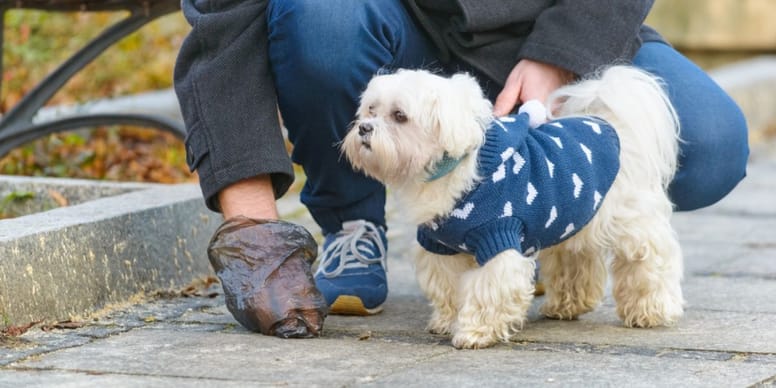 ¿Cuál es la multa por no recoger la caca del perro en España? 2025