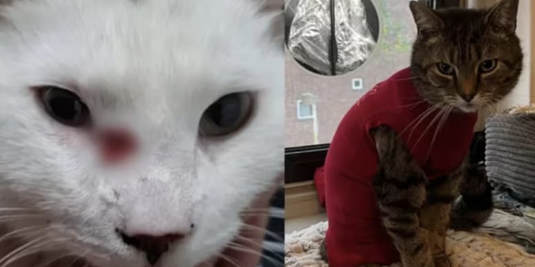 Opnieuw katten beschoten in Eindhoven: kat overlijdt na aanval met pijltjes