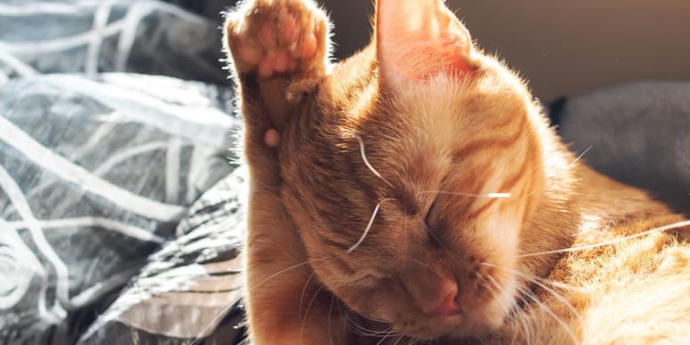 Orecchie calde nel gatto: cosa vuol dire?