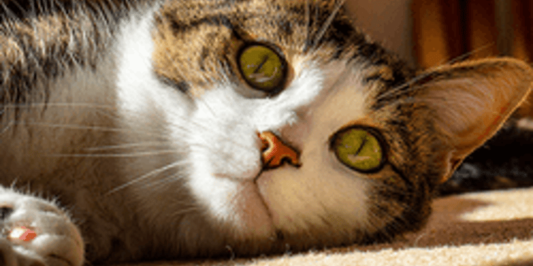 6 choses à savoir sur les oreilles des chats