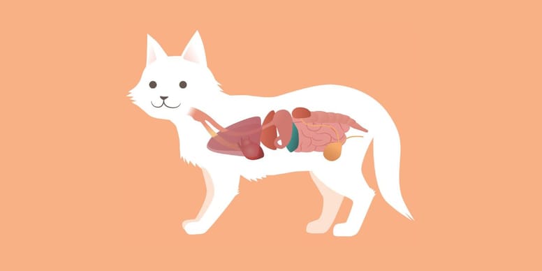 Die Organe von Katzen: Interessante Anatomie