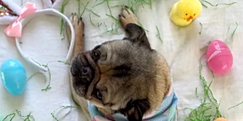 Tierisch schöne Ostern: Mops bekommt das süßeste Geschenk aller Zeiten