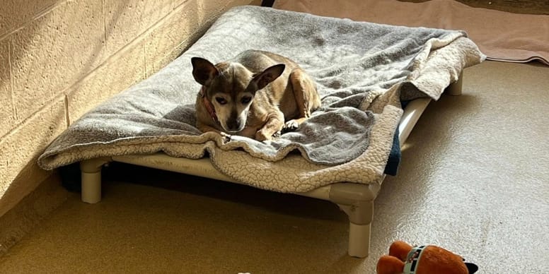Bejaarde hond terug in asiel: vrijwilligers doen een ontdekking uit 2016
