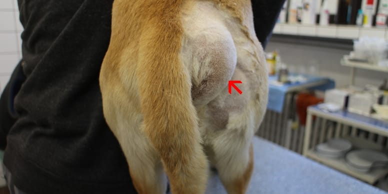 Perinealhernie und Leistenbruch beim Hund: Ursachen & OP