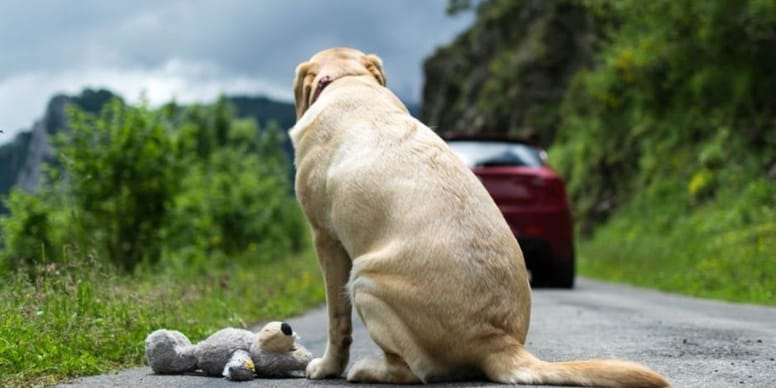 ¿Qué hacer ante un perro abandonado? Los 5 reflejos claves