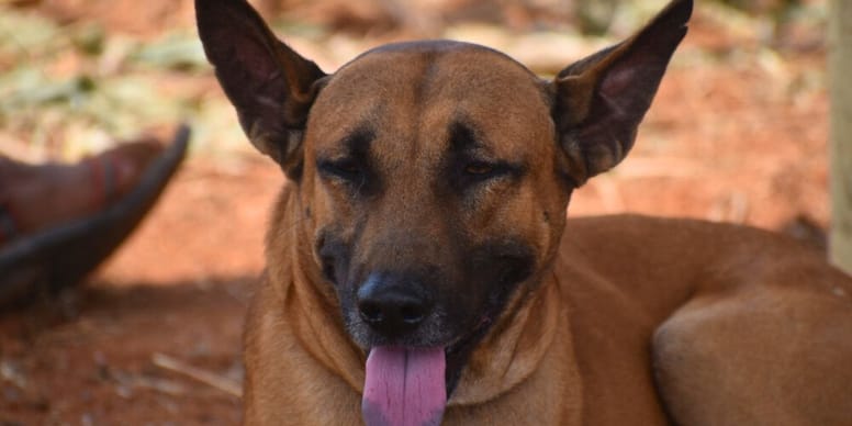Perro combai: fotos, características y carácter de esta raza