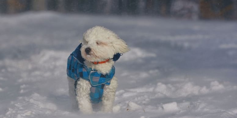 La temperatura que puede matar a tu perro: la alerta veterinaria sobre ...