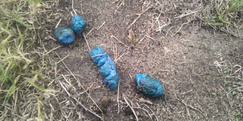 ¿Por qué hace caca de color azul? La respuesta tiene más sentido de lo ...