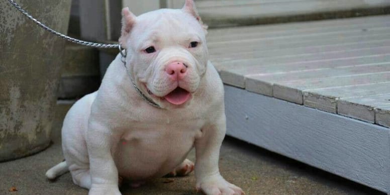 Pitbull albino: características, cuidados, precio y curiosidades