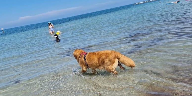 Playas para perros en Dénia 2025: disfruta con tu perro este verano