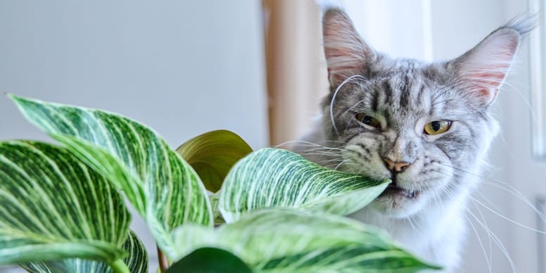 Les 10 poisons qui menacent le plus vos animaux