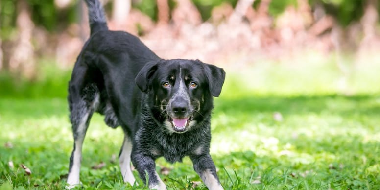 Langage corporel du chien : 9 postures à connaître absolument