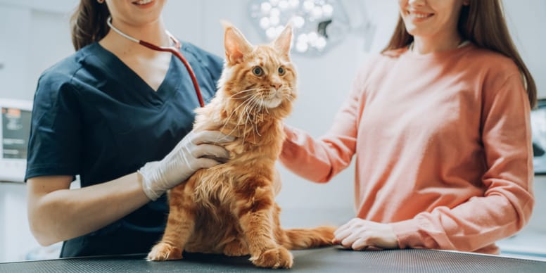 Problèmes cardiaques du chat: symptômes et espérance de vie