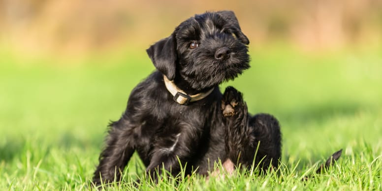 Puce de Chien: Traitements et Conseils Vétérinaire