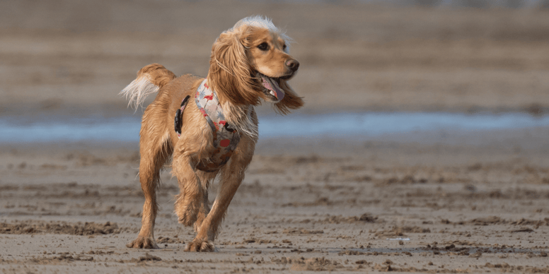 15 beaches in Devon that allow dogs