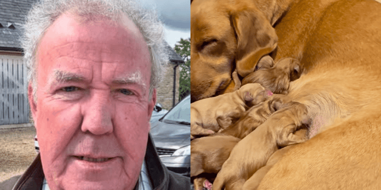 Clarkson’s heartbreak as beloved puppy dies amid TB outbreak at Diddly ...