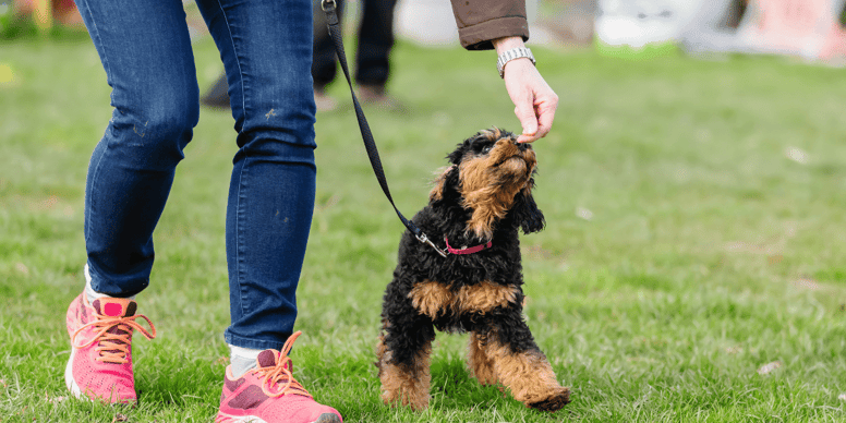 Puppy training routine