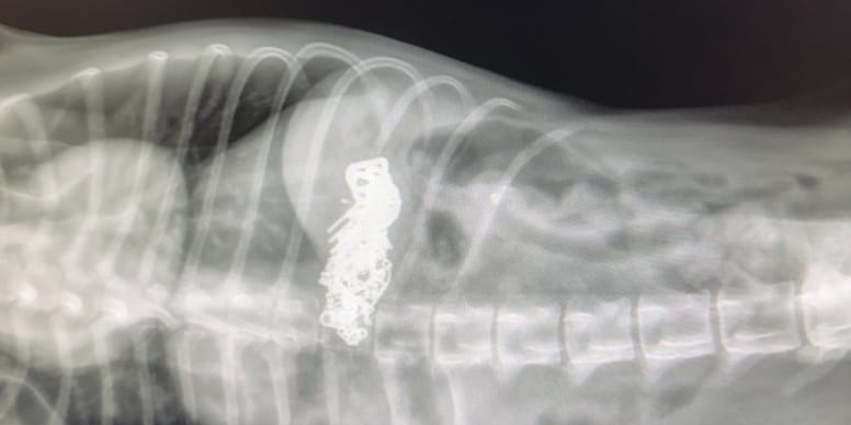 An X-ray reveals hidden treasure in dog's stomach: vets can't believe ...