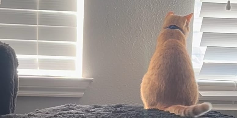 Frauchen findet Nachricht am Halsband ihrer Katze: Und plötzlich fliegt ...