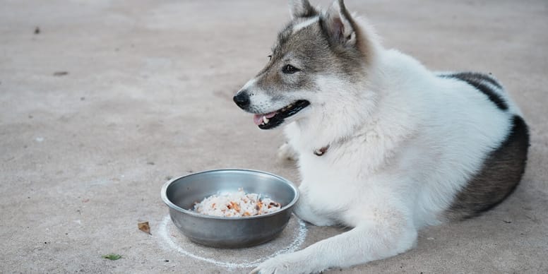Reis für Hunde: Dürfen Hunde Reis essen?