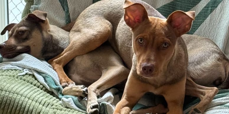 Van gebroken naar geliefd: Roxanne Kwant redt mishandelde hond en opent ...