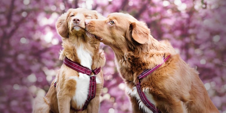 Saillie chez le chien: tout ce que vous devez savoir