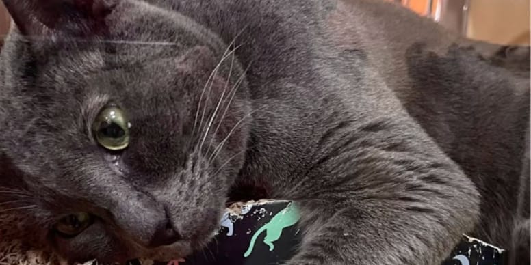 Adopted as a kitten, this grey cat is back in rescue for a ...