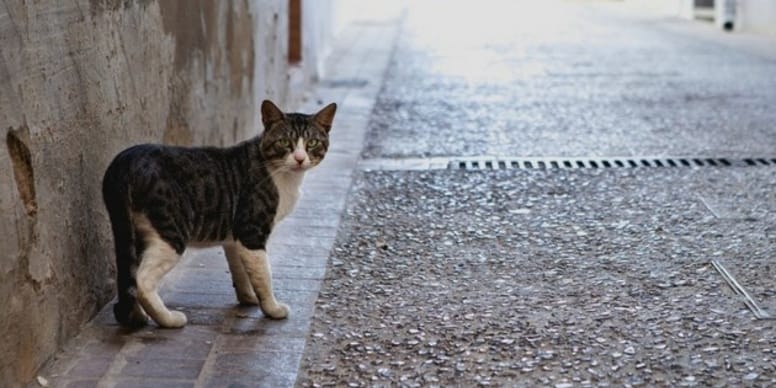 Chat perdu : les démarches à suivre pour retrouver son animal