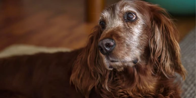 Oudere hond adopteren: alles wat je moet weten voordat je aan dit ...
