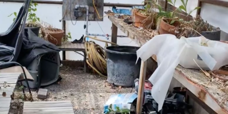 Couple try to water garden, but a tiny family had already claimed the ...