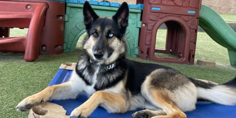 Schäferhund-Husky Mix: Alles über den Shepsky