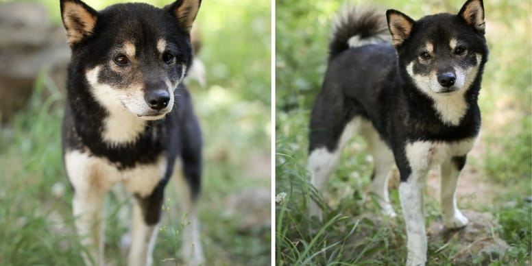 Après plusieurs échecs d'adoption, ce chien Shiba Inu est de retour au ...