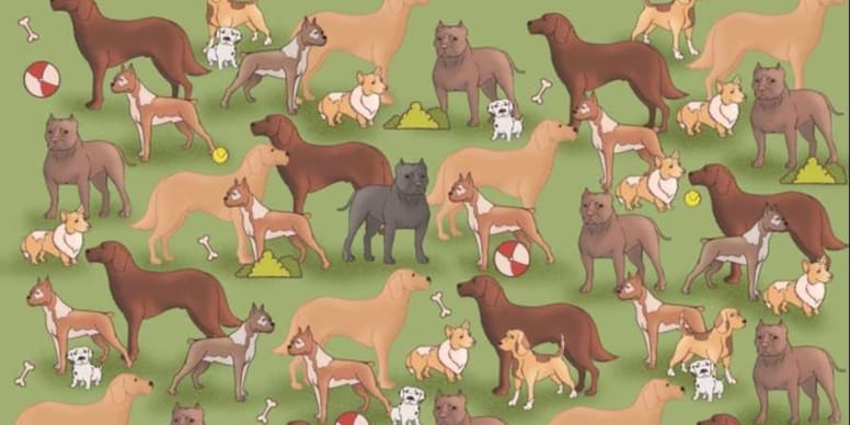 Sehtest: Finde die Katze unter all den Hunden in unter 10 Sekunden!