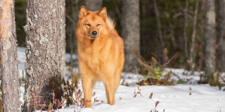 Pies podobny do lisa: poznaj rasy psów, które wyglądają jak lisy