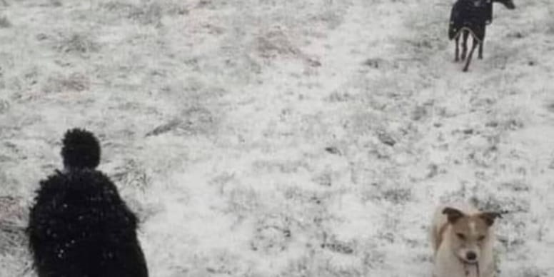 Discover your hidden genius: 1% of people can spot the third dog in ...