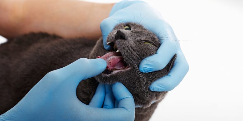 Veterinario abre la boca del gato y se queda paralizado por el shock ...