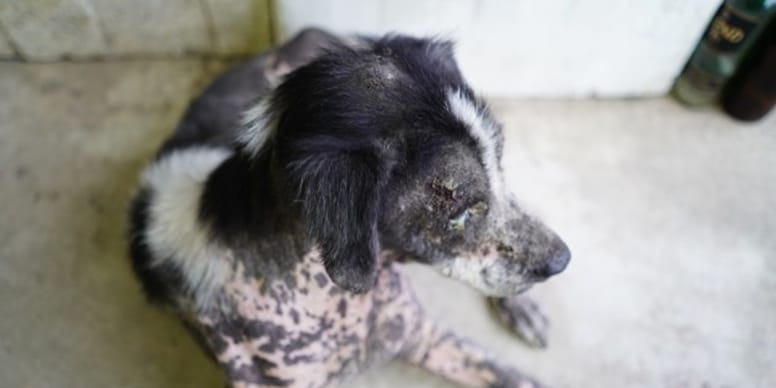 Tigna nel cane: come riconoscerla e curarla