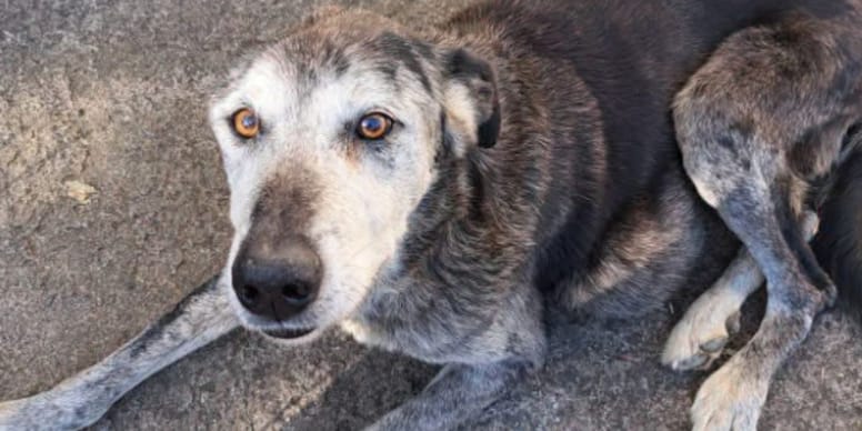 Depuis le décès de son maître, ce chien senior vit seul dans un jardin ...