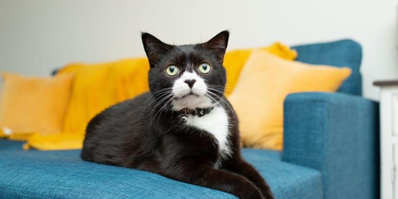 De Tuxedo kat: alles over tuxedo-katten en wat ze zo speciaal maakt