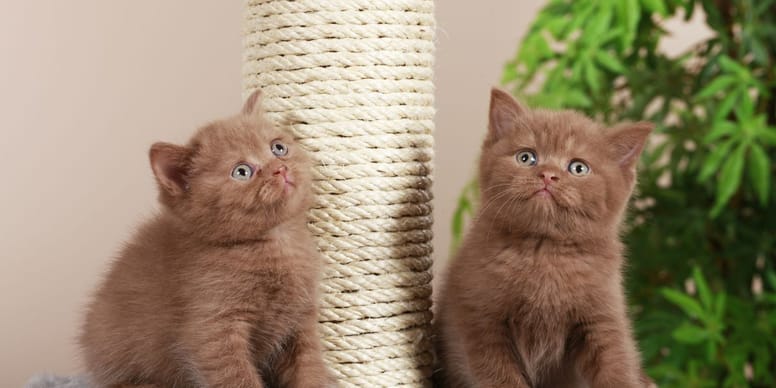 Bruine katten: de leukste bruine kattenrassen