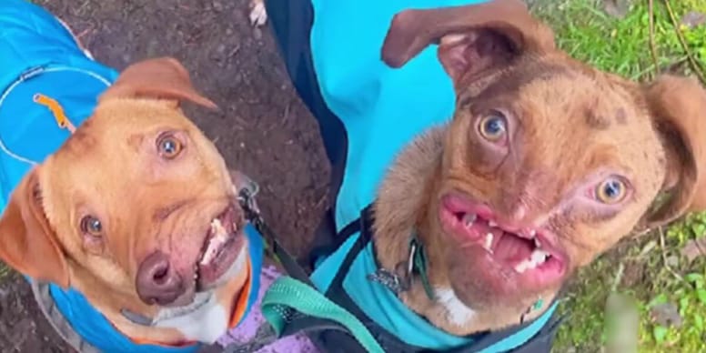 Once rejected as 'ugly,' two dogs finally find happiness and internet fame